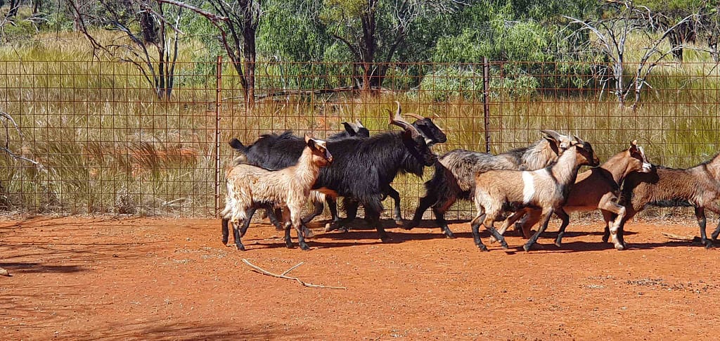 Yanda Station Rangeland Goats | Rangeland Goats