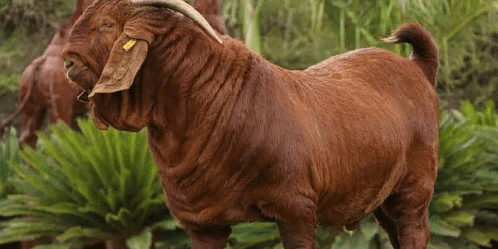 Yanda Station Rangeland Goats | Kalahari Red Goats