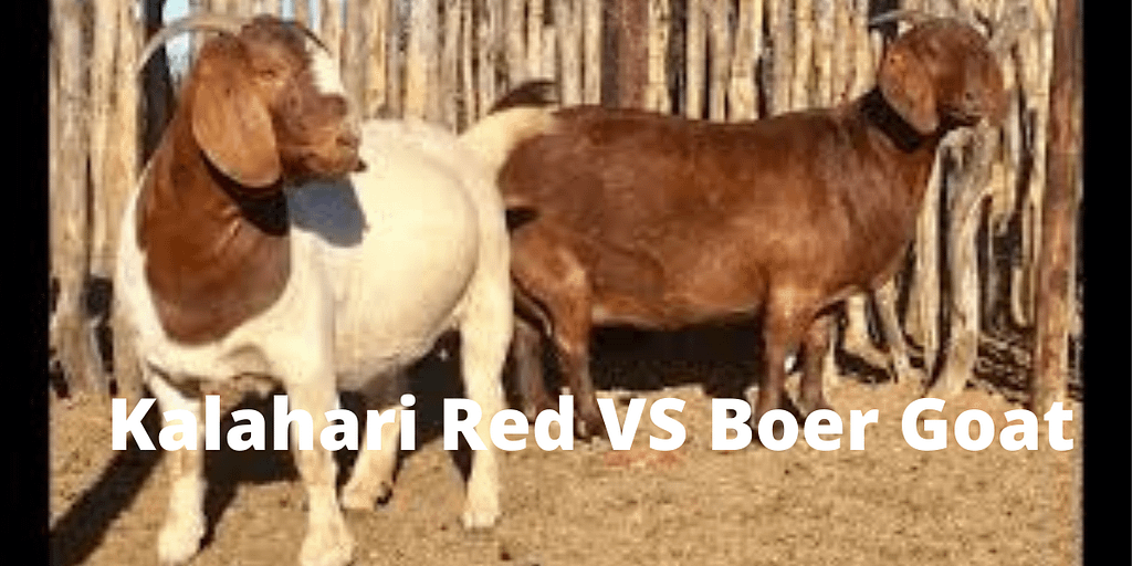 Yanda Station Rangeland Goats | Kalahari Red Goats
