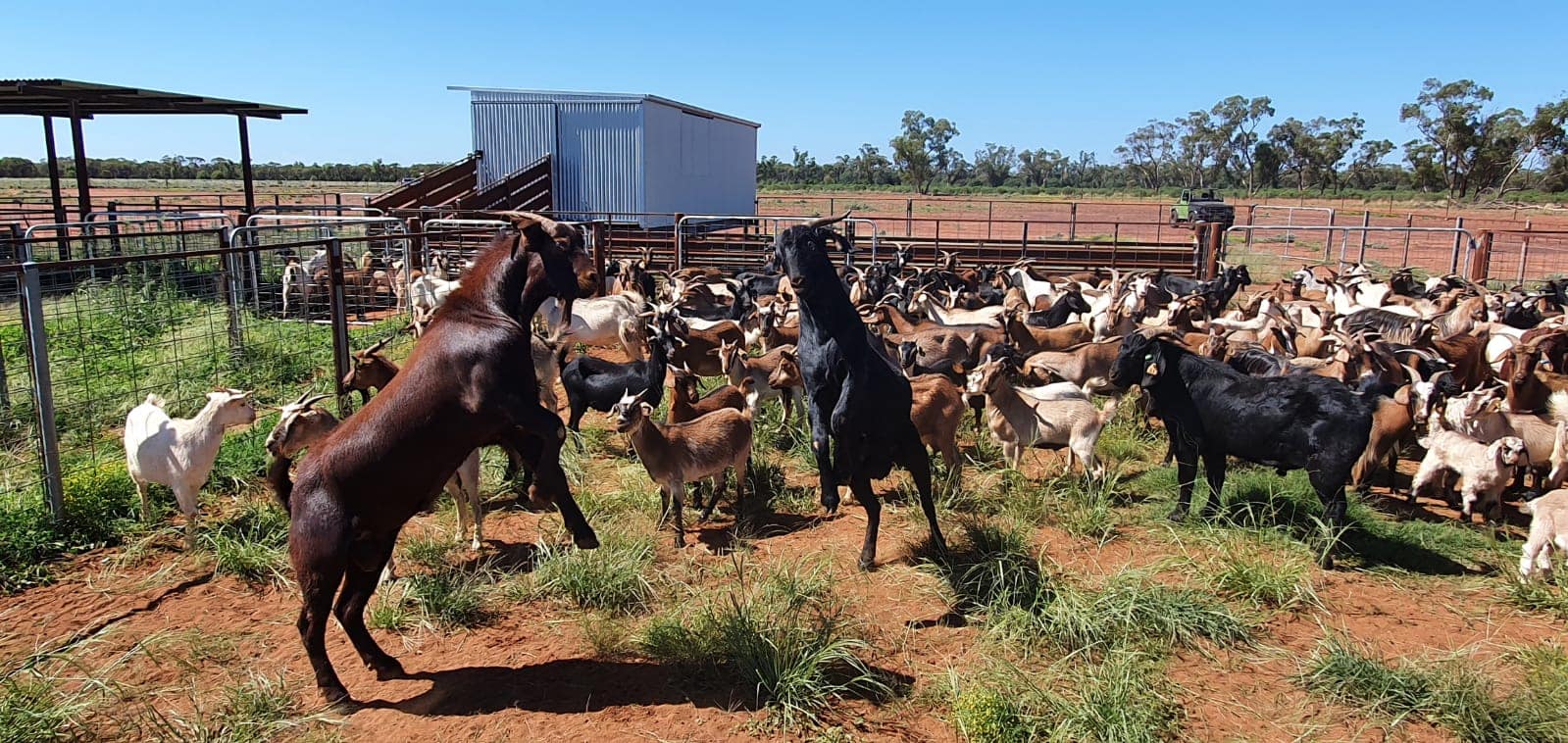 Yanda Station Rangeland Goats | Kalahari Red Goat Farming: Top Guide ...