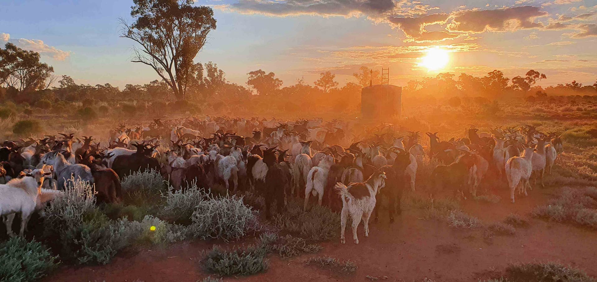 Yanda Station Rangeland Goats | Find Your Perfect Hybrid Composite Red ...