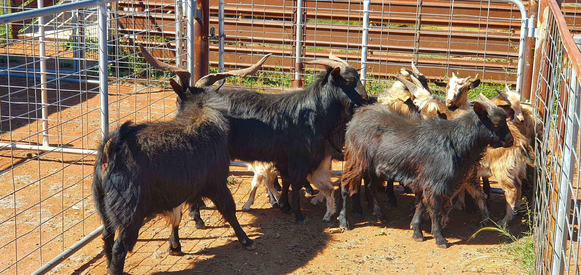Yanda Station Rangeland Goats | Rangeland Goat Characteristics, Feeding ...