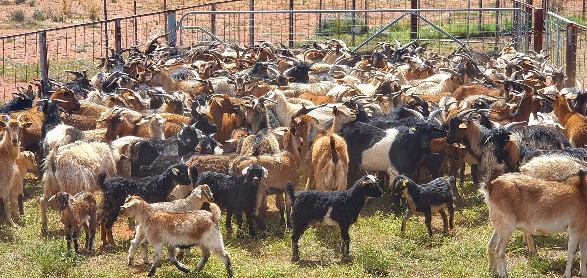 Yanda Station Rangeland Goats