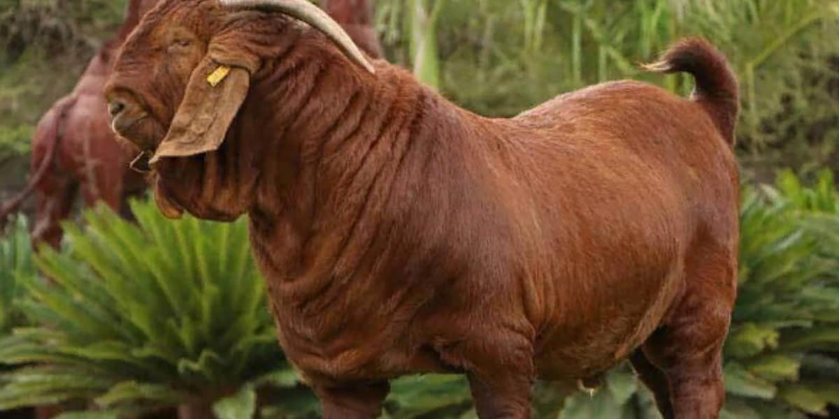 Yanda Station Rangeland Goats | BREED STANDARDS: Enhancing Economic ...