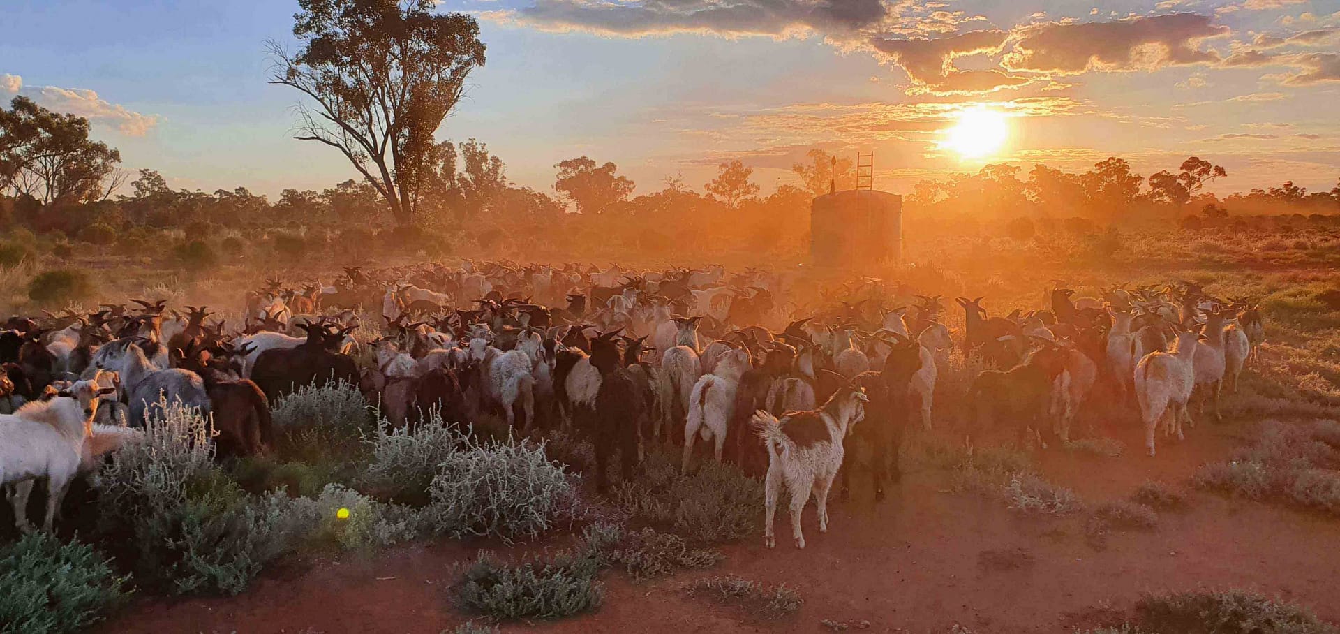 Yanda Station Rangeland Goats