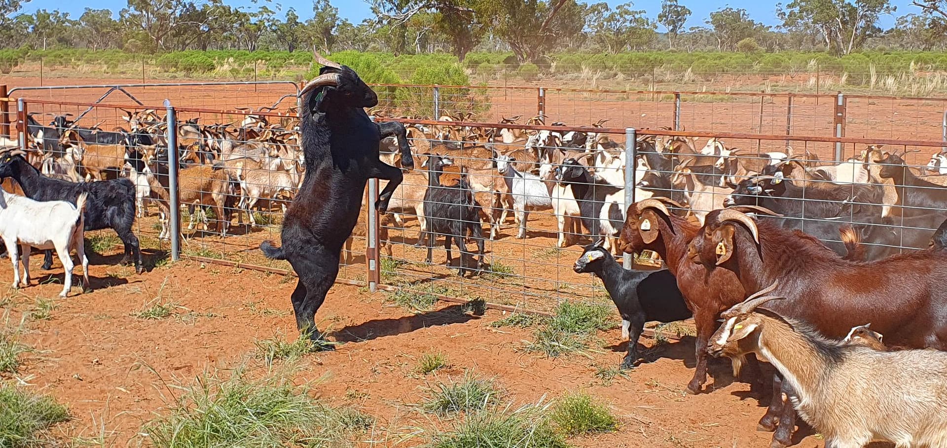 Yanda Station Rangeland Goats | Hardy and Profitable Livestock